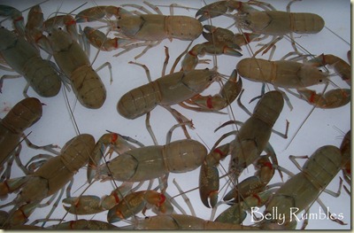 How to Cook Live Australian Yabbies - Belly Rumbles